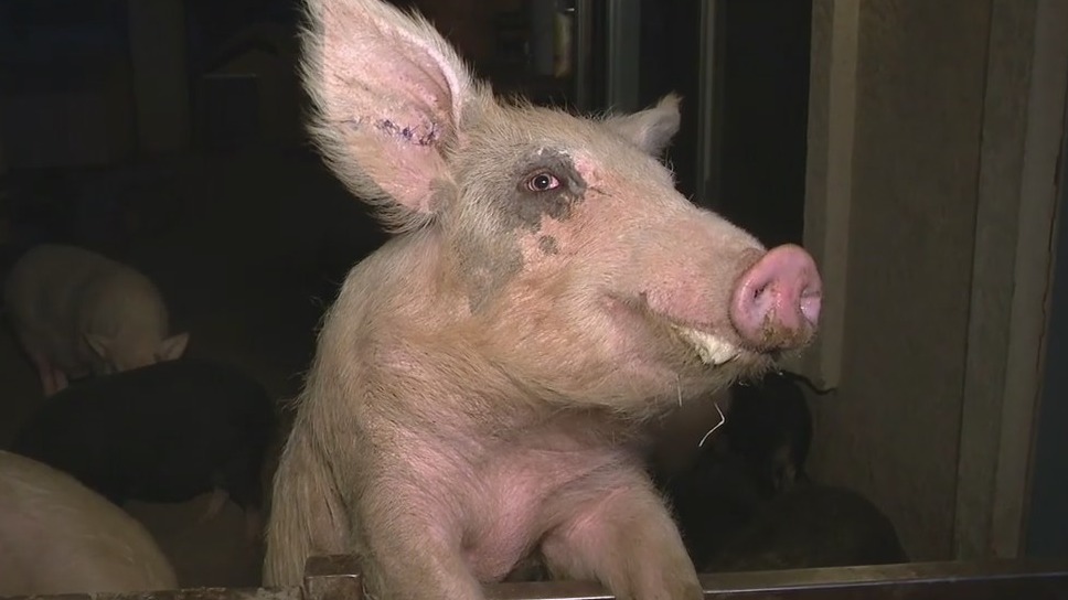 Want a new pet? Better Piggies Rescue in north Phoenix seeks forever ...