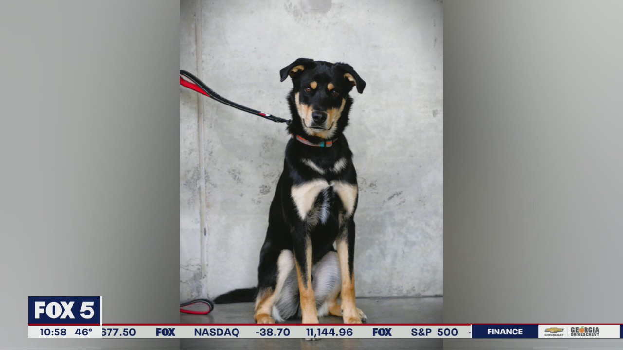 Pet of the Day from the Gwinnett Jail Dogs program | FOX 5 Atlanta
