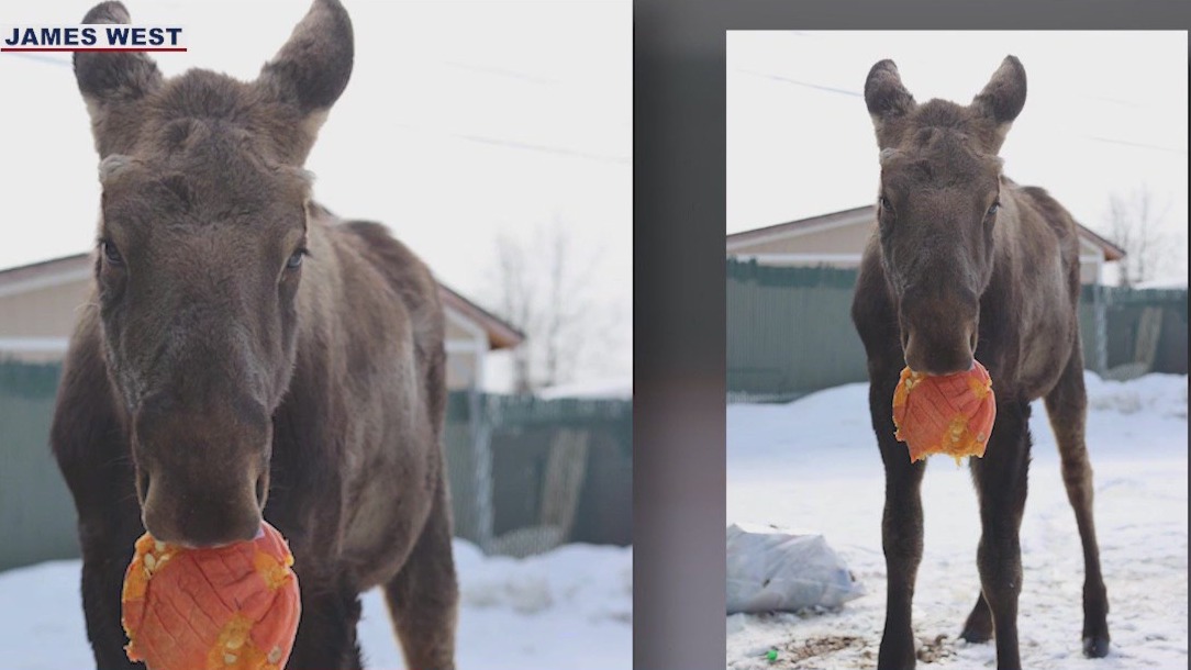 Alaska man saves young moose from choking on trash bag | FOX 10 Phoenix