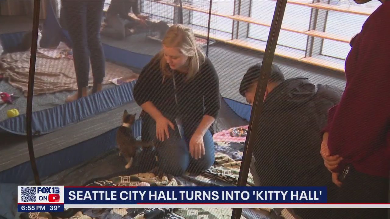 Seattle City Hall turns into 'kitty hall' for adoption event