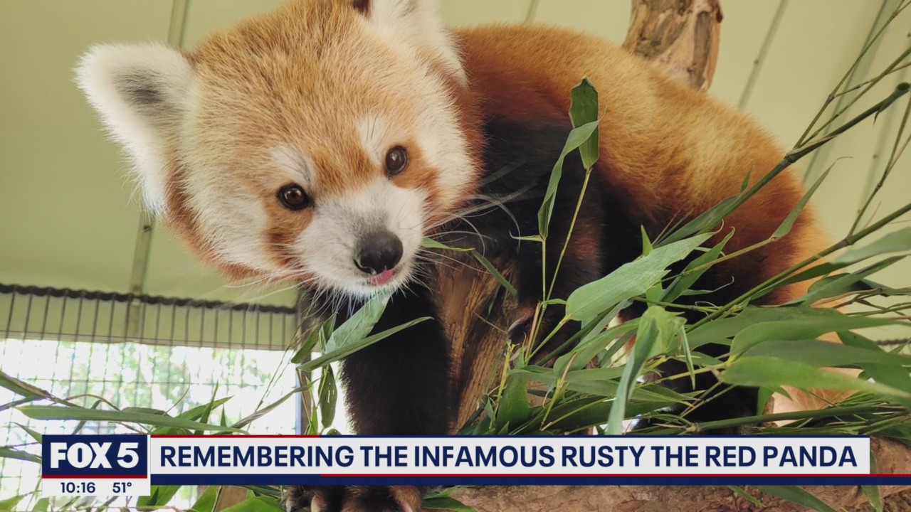 Rusty the red panda, who once famously escaped the National Zoo, has ...