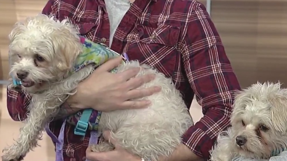 Meet Cleo and Moses: Our Pets of the Day | FOX 5 Atlanta